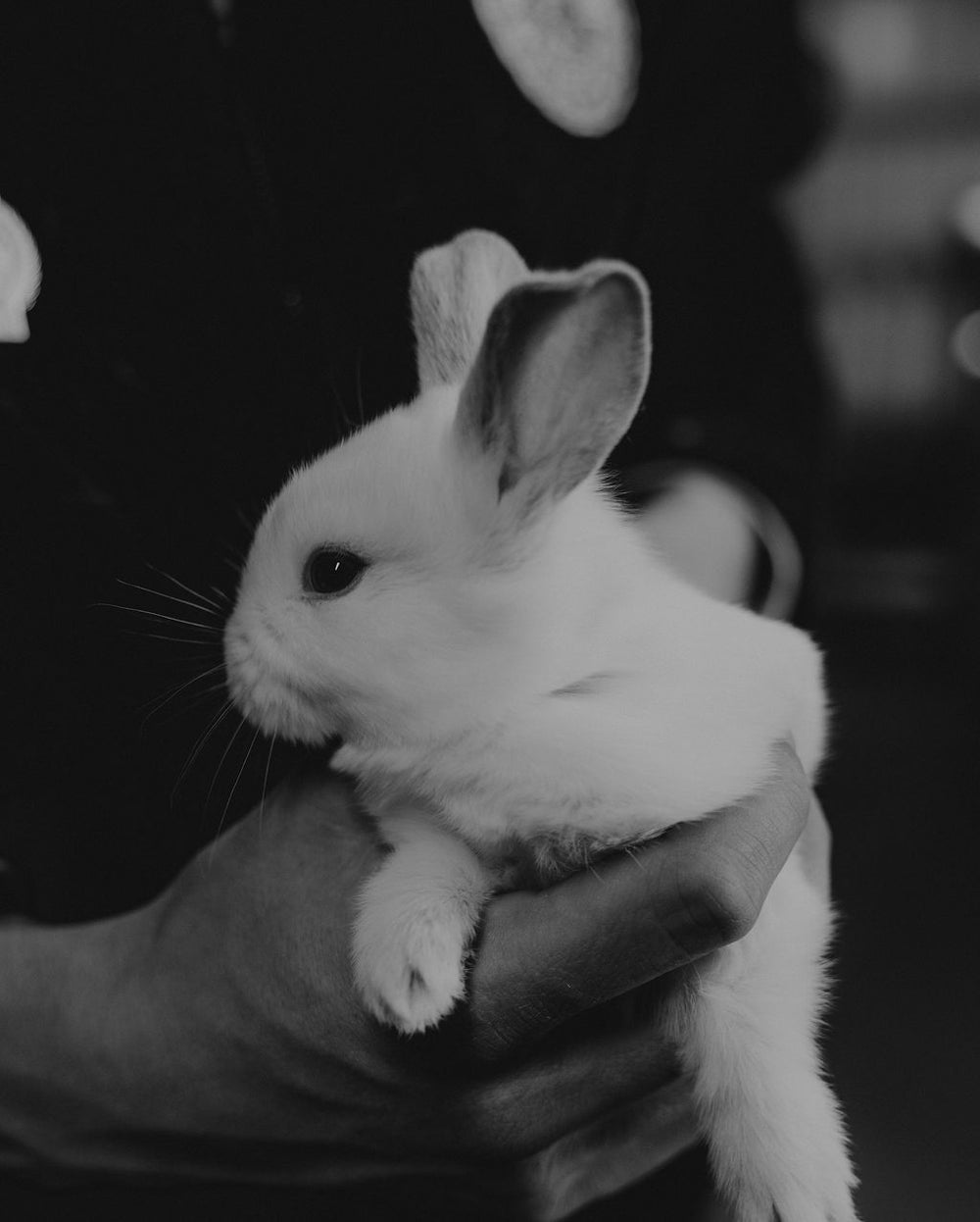 Californian Rabbits – Feather Goat Farm