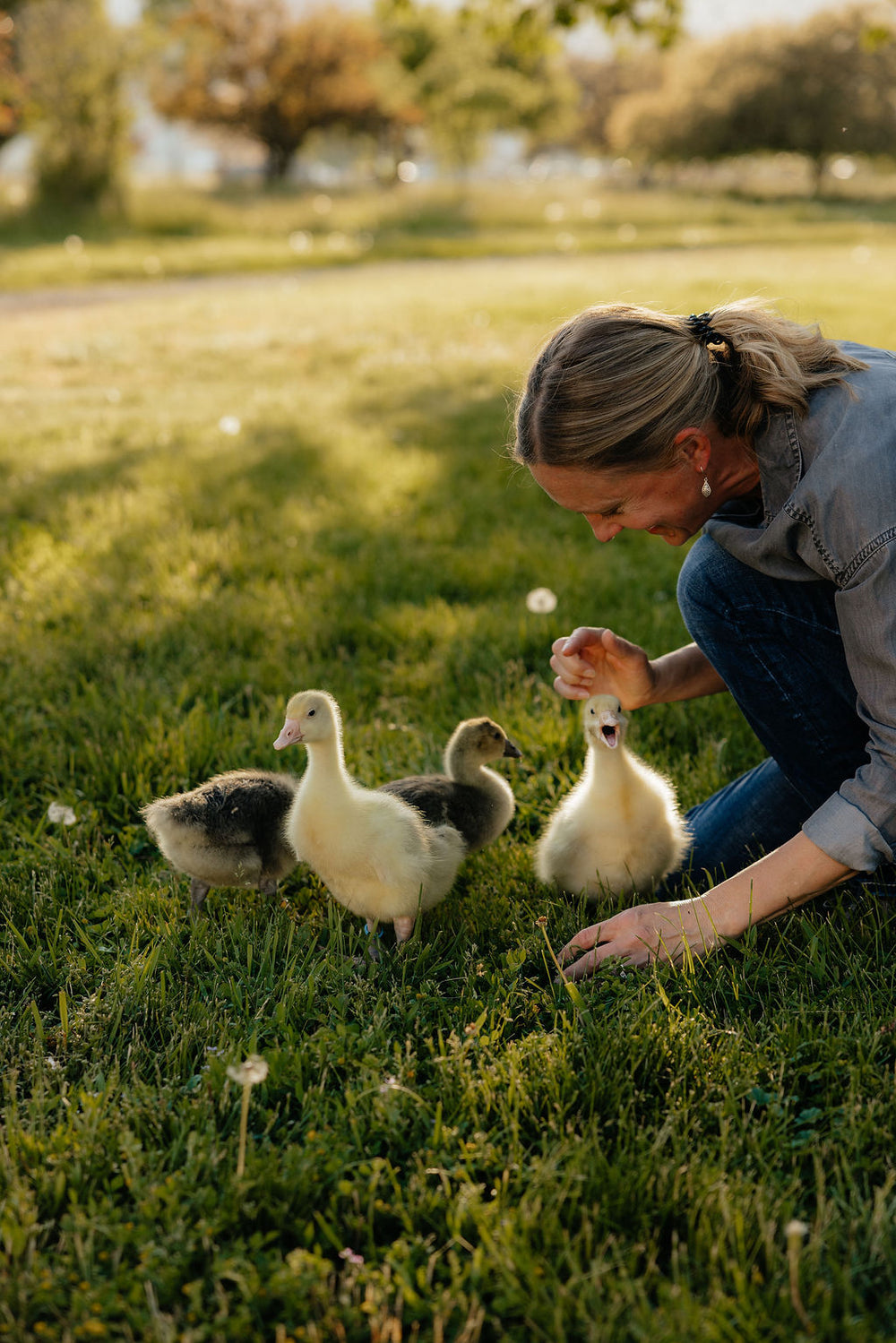 Californian Rabbits – Feather Goat Farm